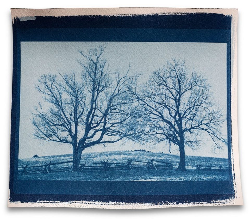 Toning Cyanotype Prints with Tea Tannins - Shadows and Light