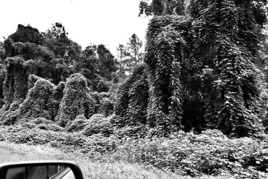 Summer in the South: Kudzu Monsters - Shadows and Light