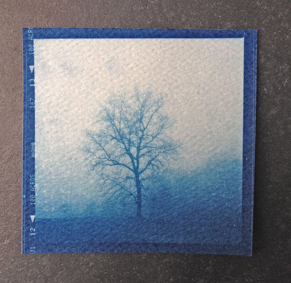 Toning Cyanotype Prints with Tea Tannins - Shadows and Light