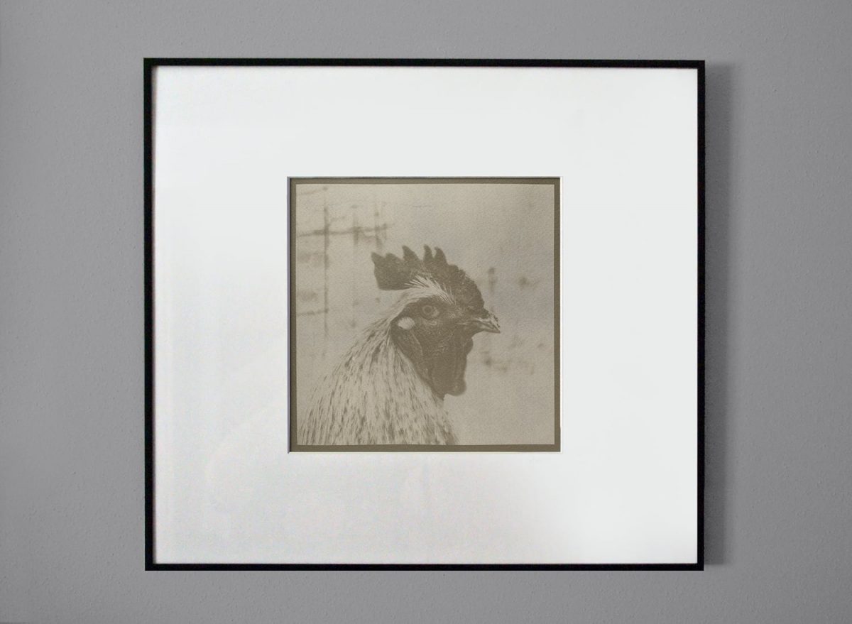 Toning Cyanotype Prints with Tea Tannins - Shadows and Light