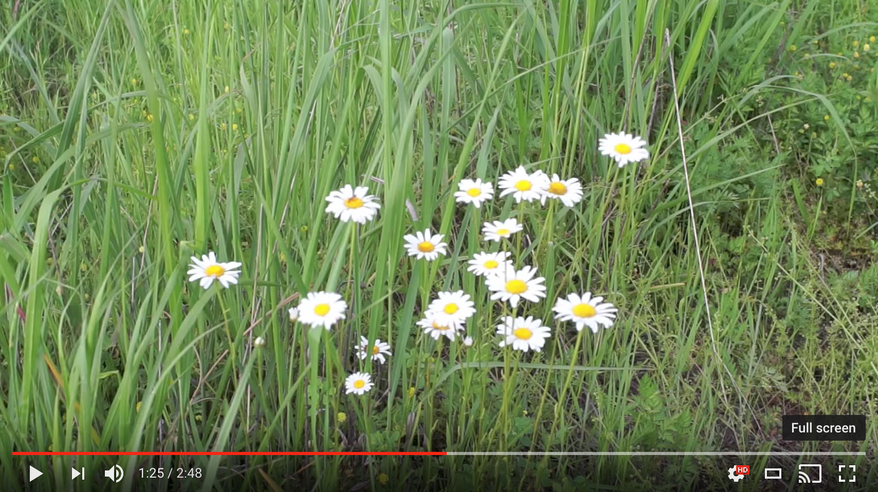 Video: Walk with me on a beautiful spring evening - Shadows and Light
