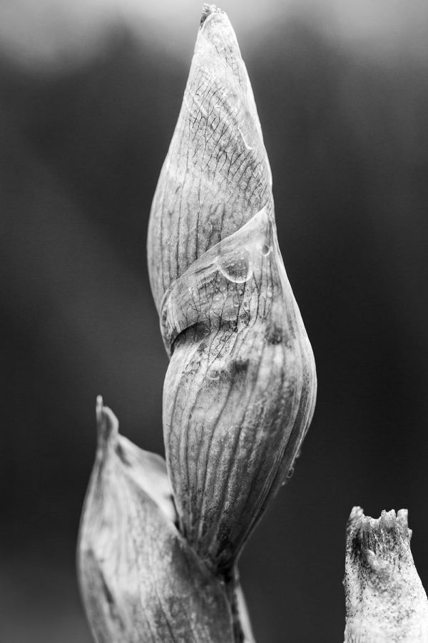 keith dotson photography pictures of flowers Archives - Shadows and Light