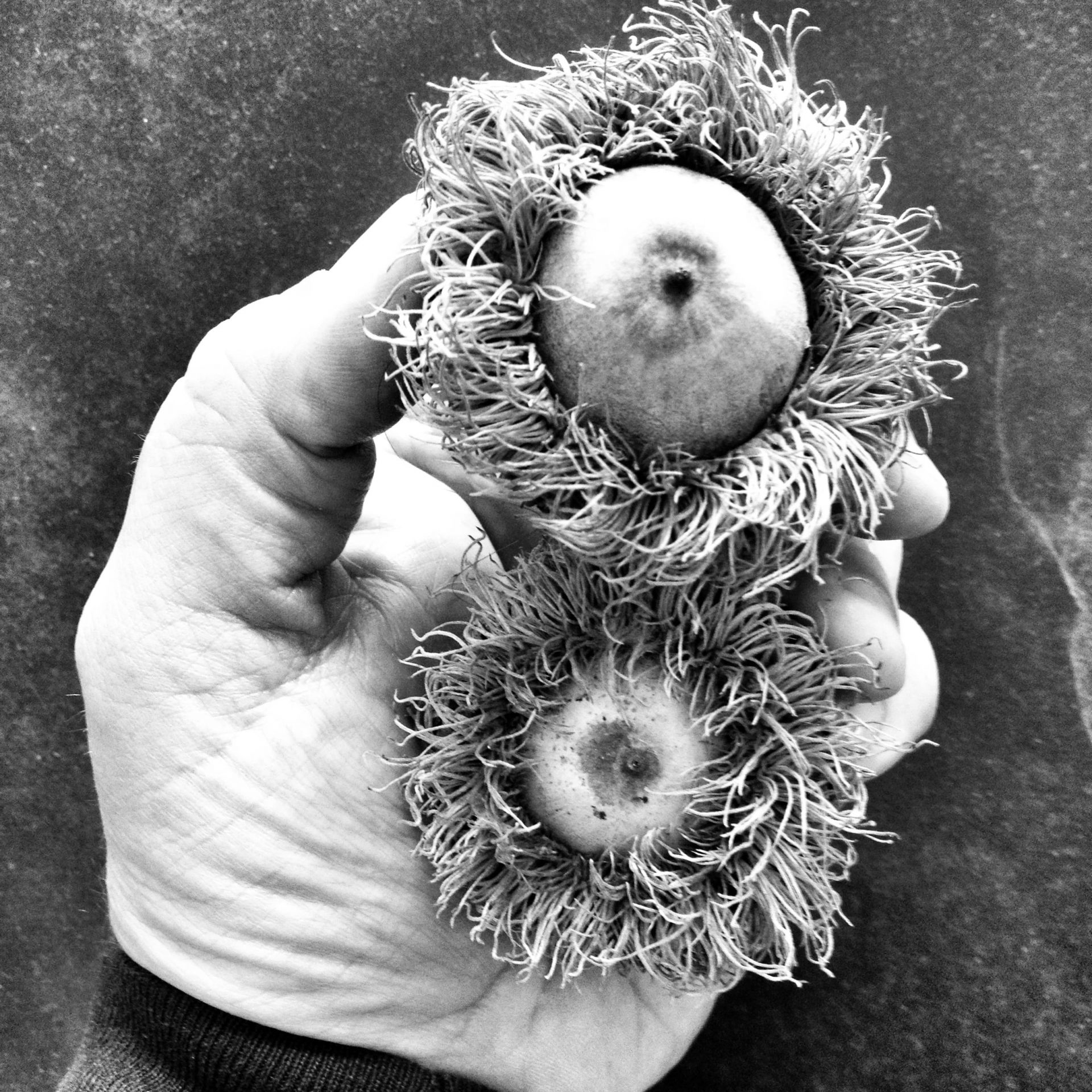 From today's Instagram: Two large fuzzy acorns from a bur oak tree ...