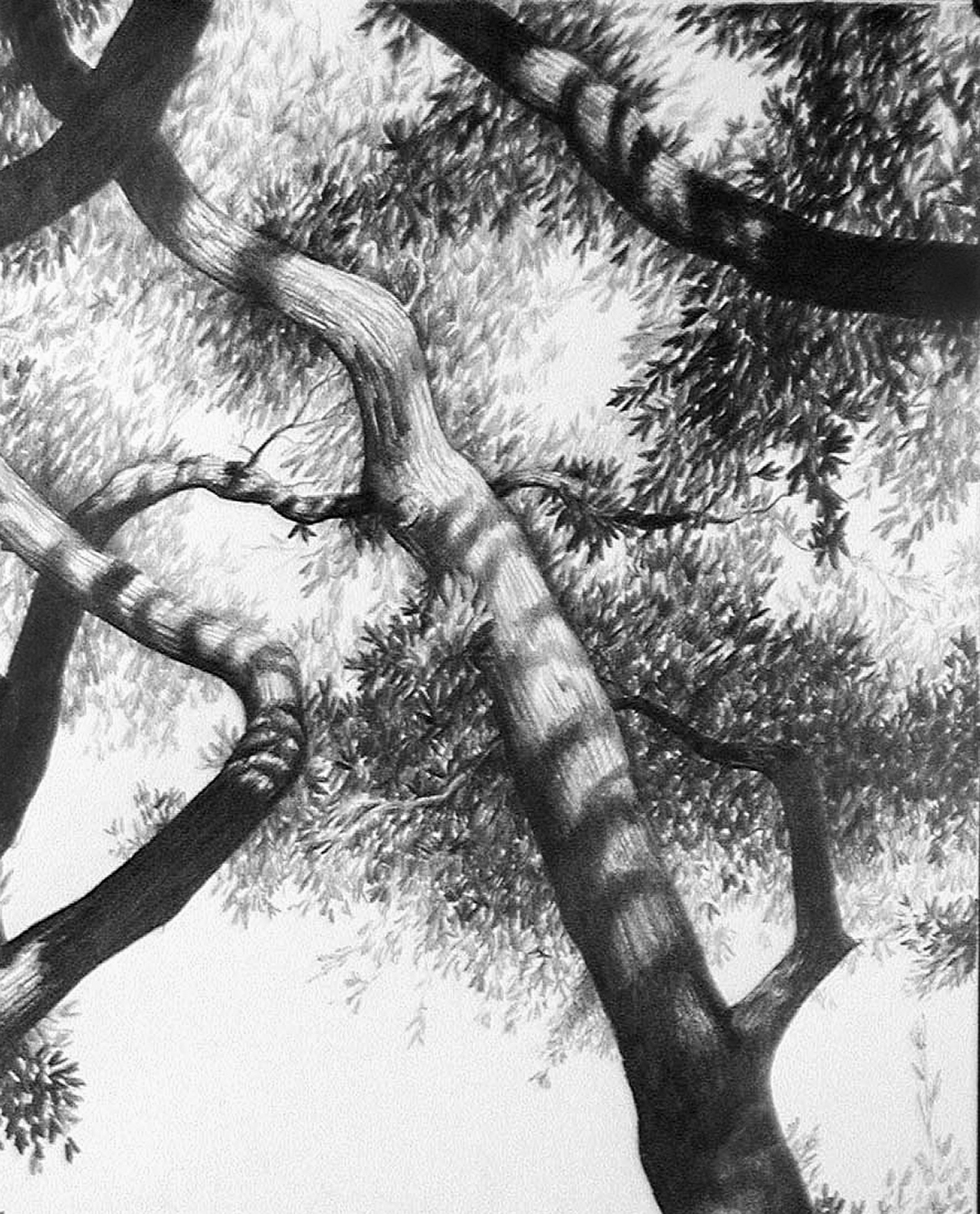 Trees: A love story - Shadows and Light