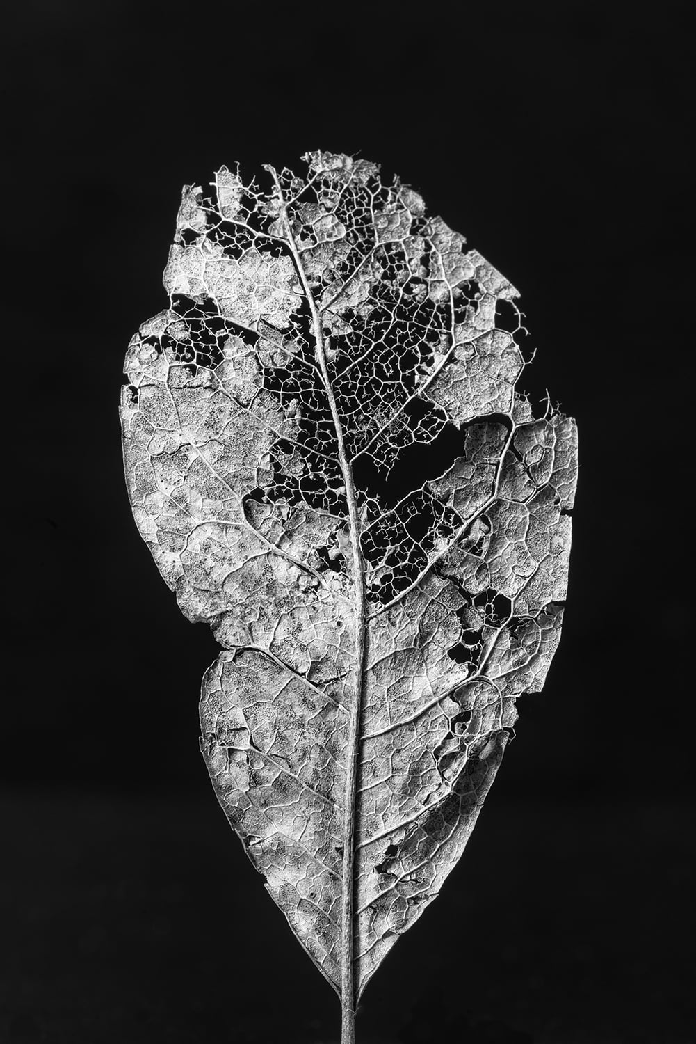 Small worlds made large: Macro photographs of leaf skeletons - Shadows ...