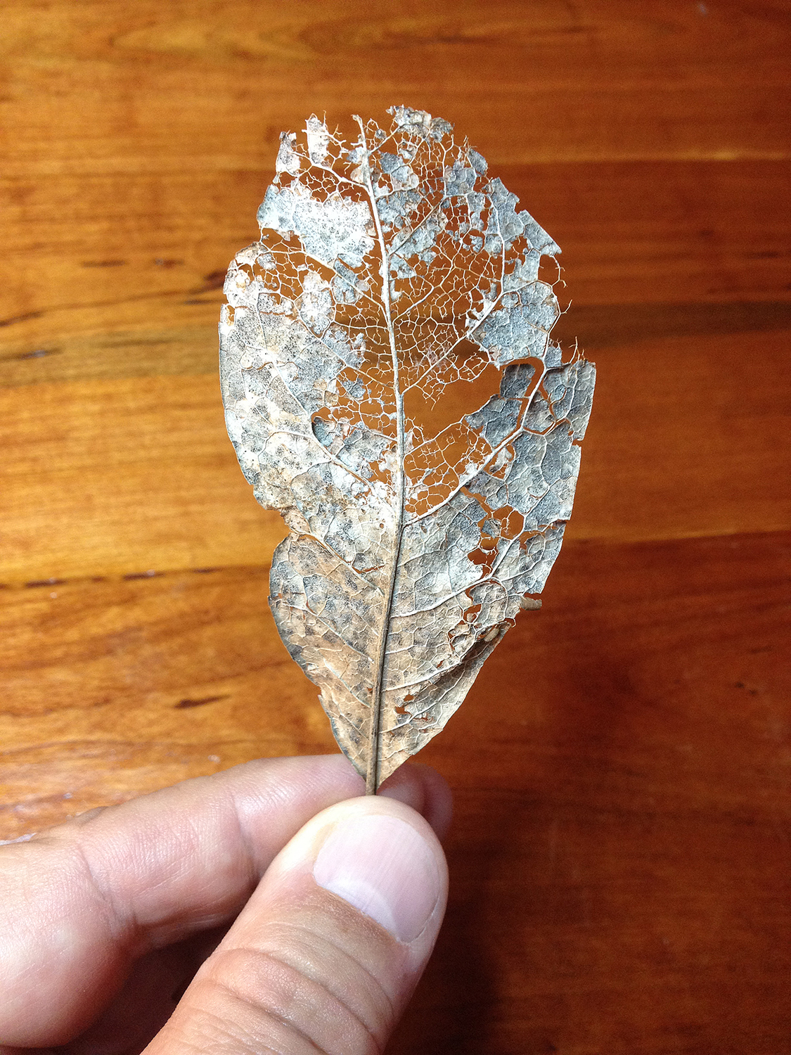 Small worlds made large: Macro photographs of leaf skeletons - Shadows ...