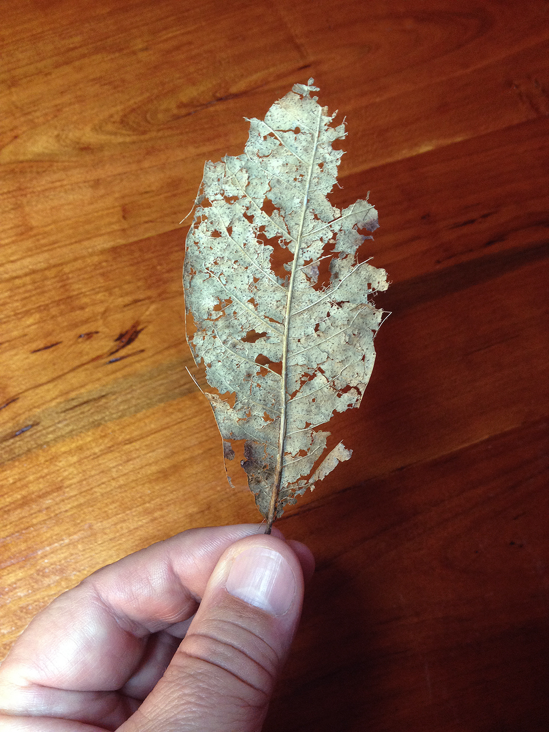 Small worlds made large: Macro photographs of leaf skeletons - Shadows ...