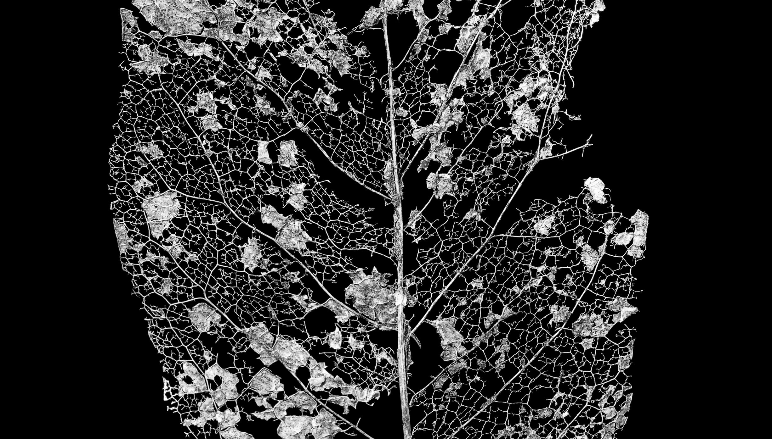 Small worlds made large: Macro photographs of leaf skeletons - Shadows ...