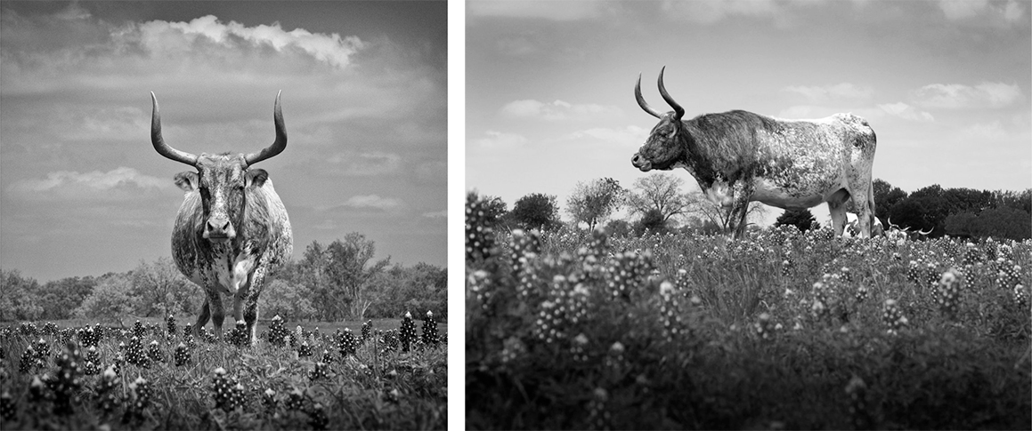 What goes into a fine art photograph? - Shadows and Light