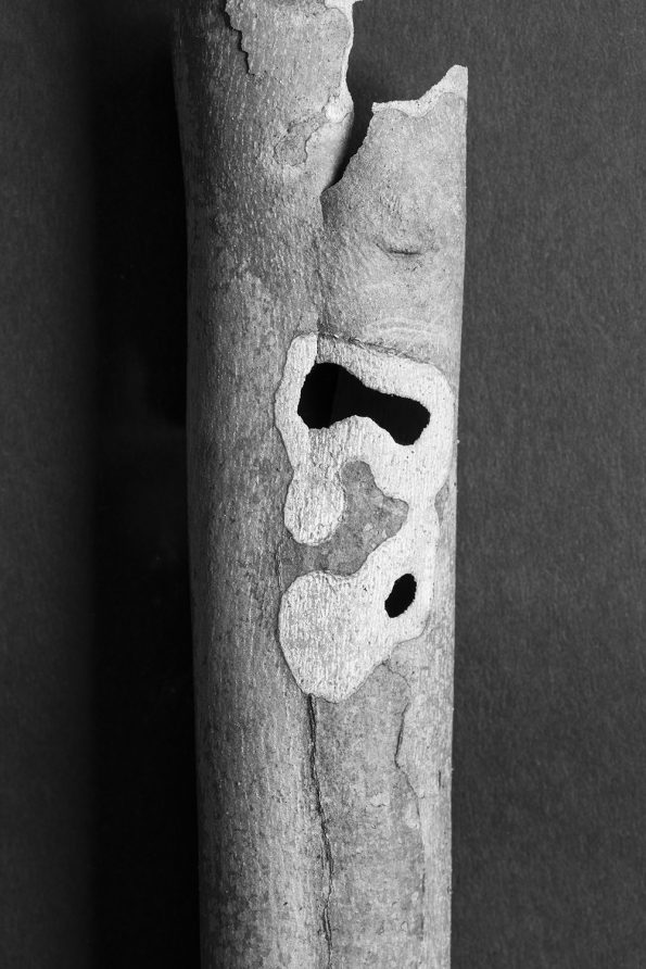 Still life photographs of sycamore bark - Shadows and Light