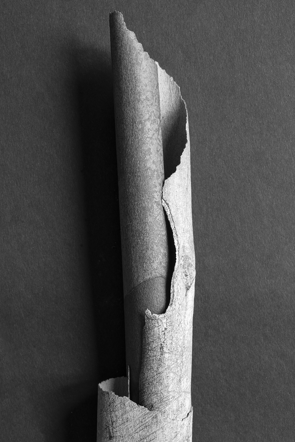 Still life photographs of sycamore bark - Shadows and Light