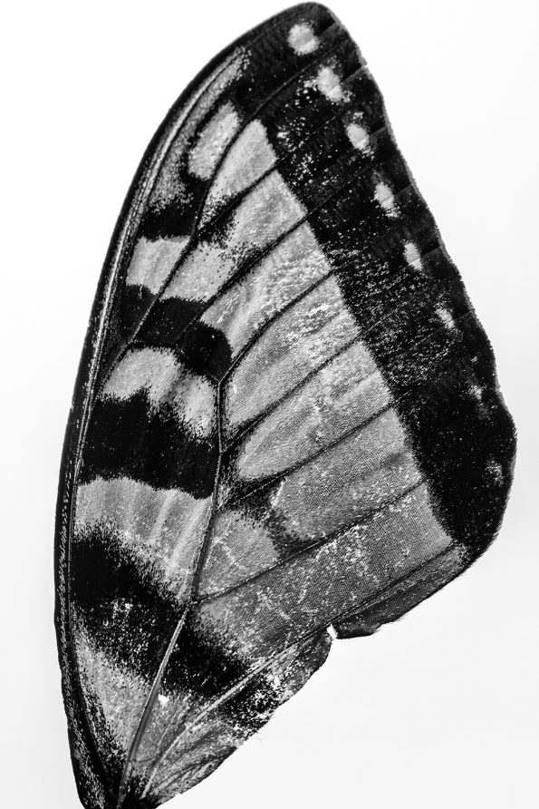 Be there when I discover a beautiful butterfly wing [Video] - Shadows ...