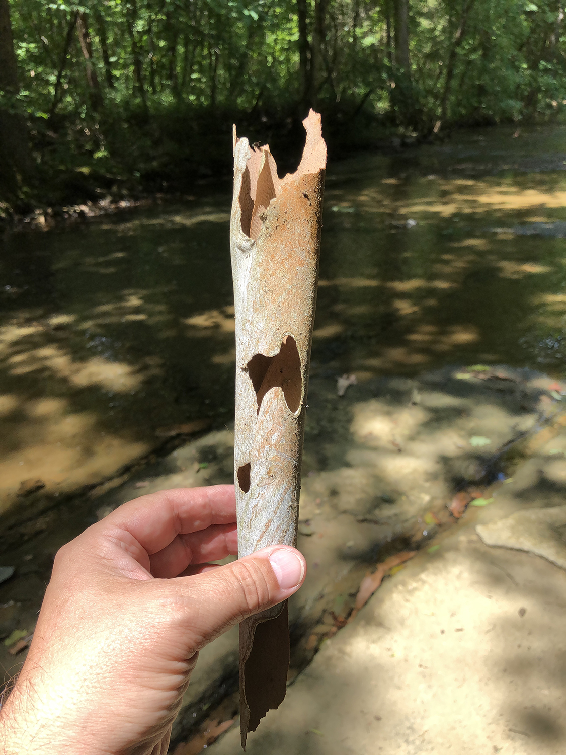 Still life photographs of sycamore bark - Shadows and Light