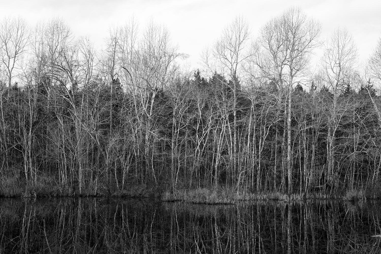 Zen mood: Landscape photography at a quiet pond in winter [Video ...