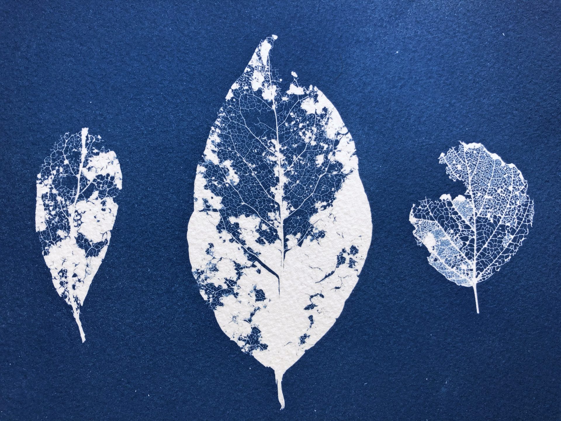 Sunny days are perfect for making cyanotypes - Shadows and Light