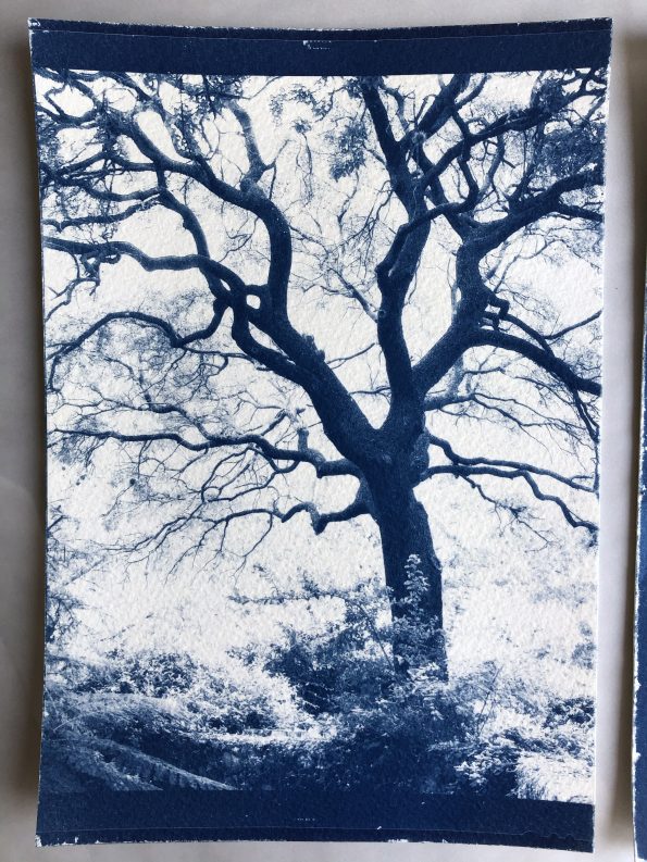 Sunny days are perfect for making cyanotypes - Shadows and Light