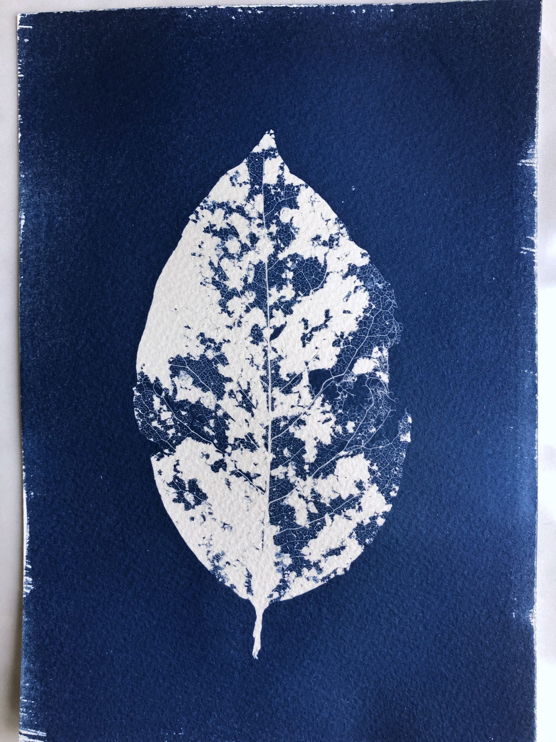 Sunny days are perfect for making cyanotypes - Shadows and Light