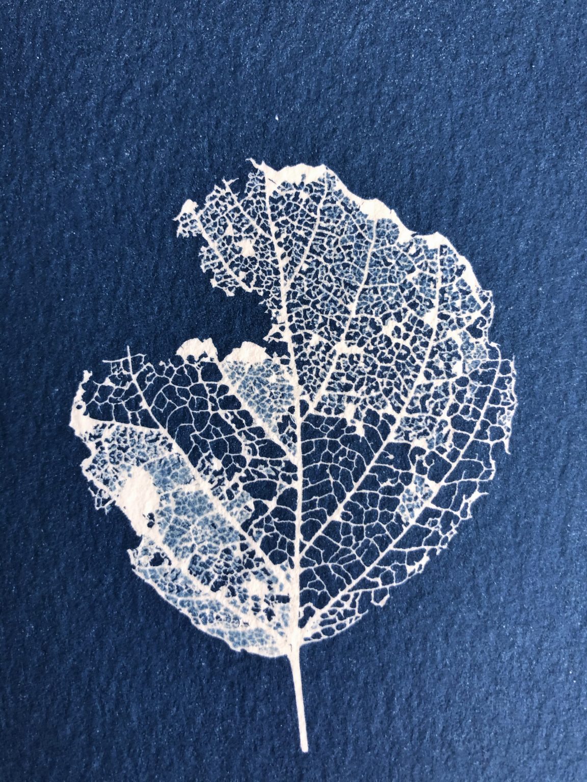 Sunny days are perfect for making cyanotypes - Shadows and Light