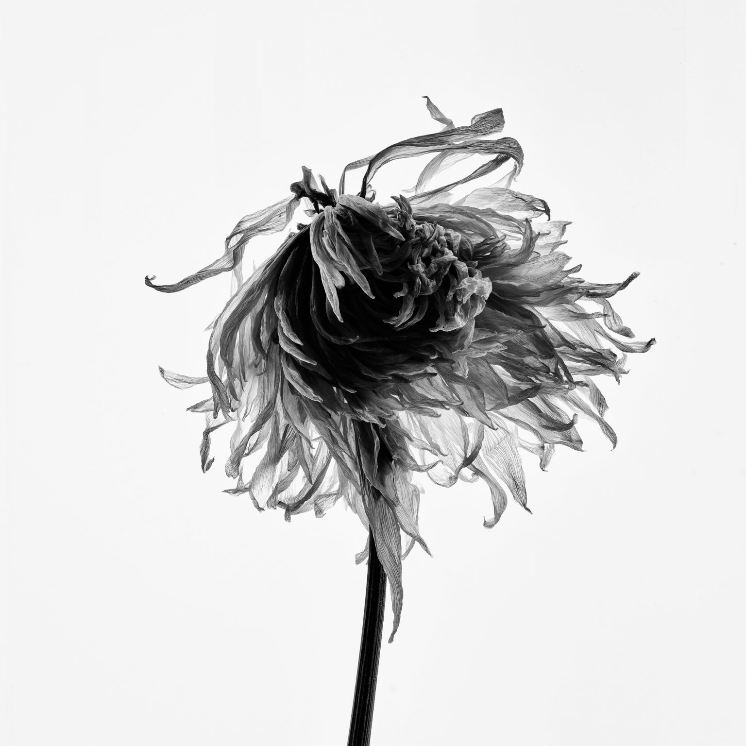 How I Shot These Dead Flower Macro Photographs - Shadows and Light