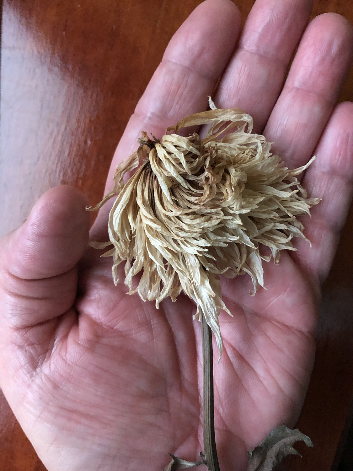 How I Shot These Dead Flower Macro Photographs - Shadows and Light
