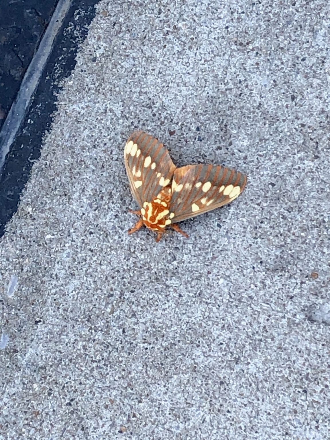 Royal Walnut Moth - Shadows and Light