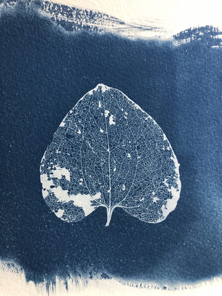 Sunny days are perfect for making cyanotypes - Shadows and Light