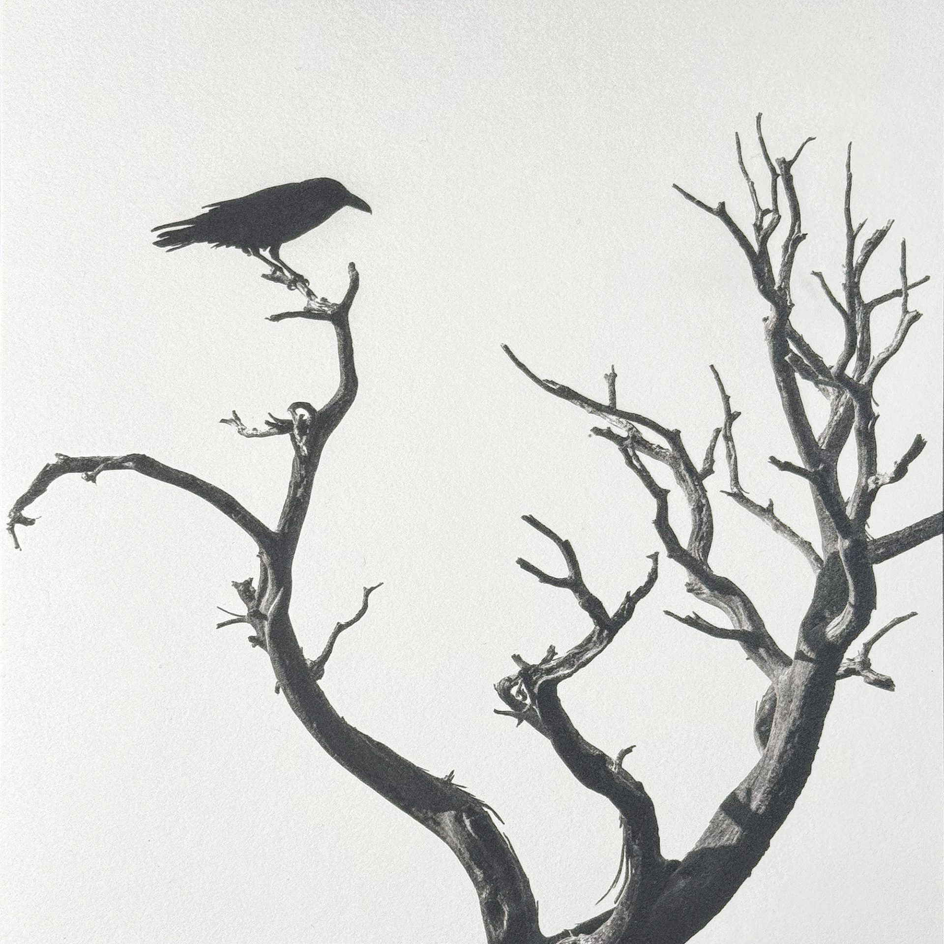 Beginner's Guide to Platinum-Palladium Printing - Shadows and Light